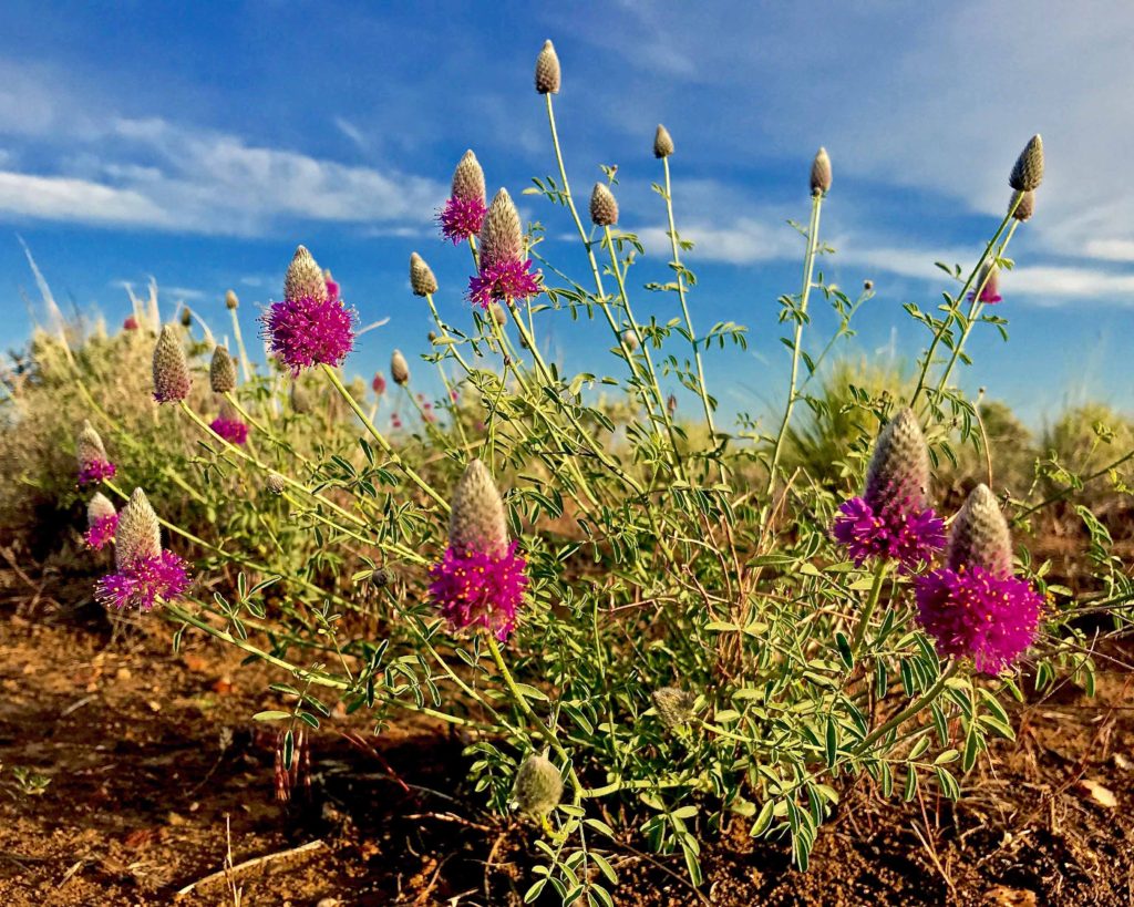 Knap weed – Praise Photography