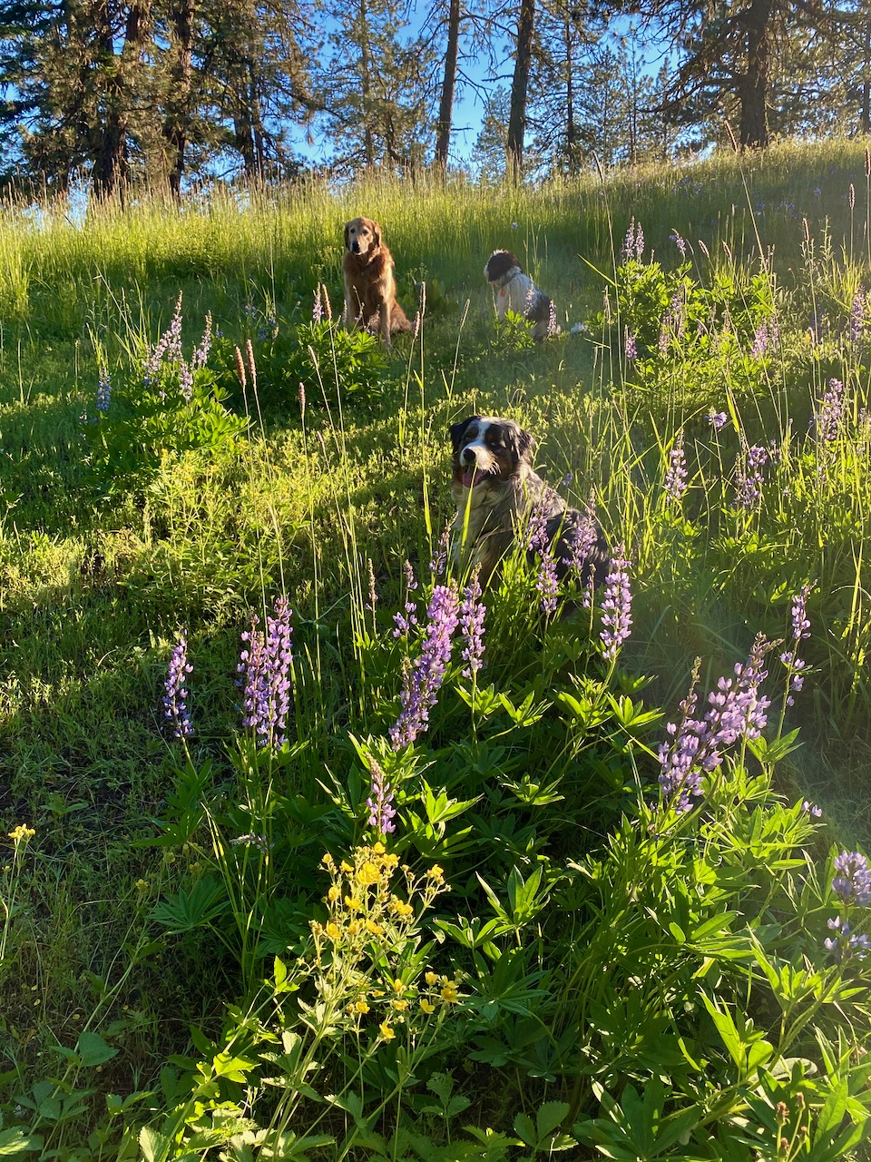 Wilbur Mountain Umatilla National Forest – Praise Photography