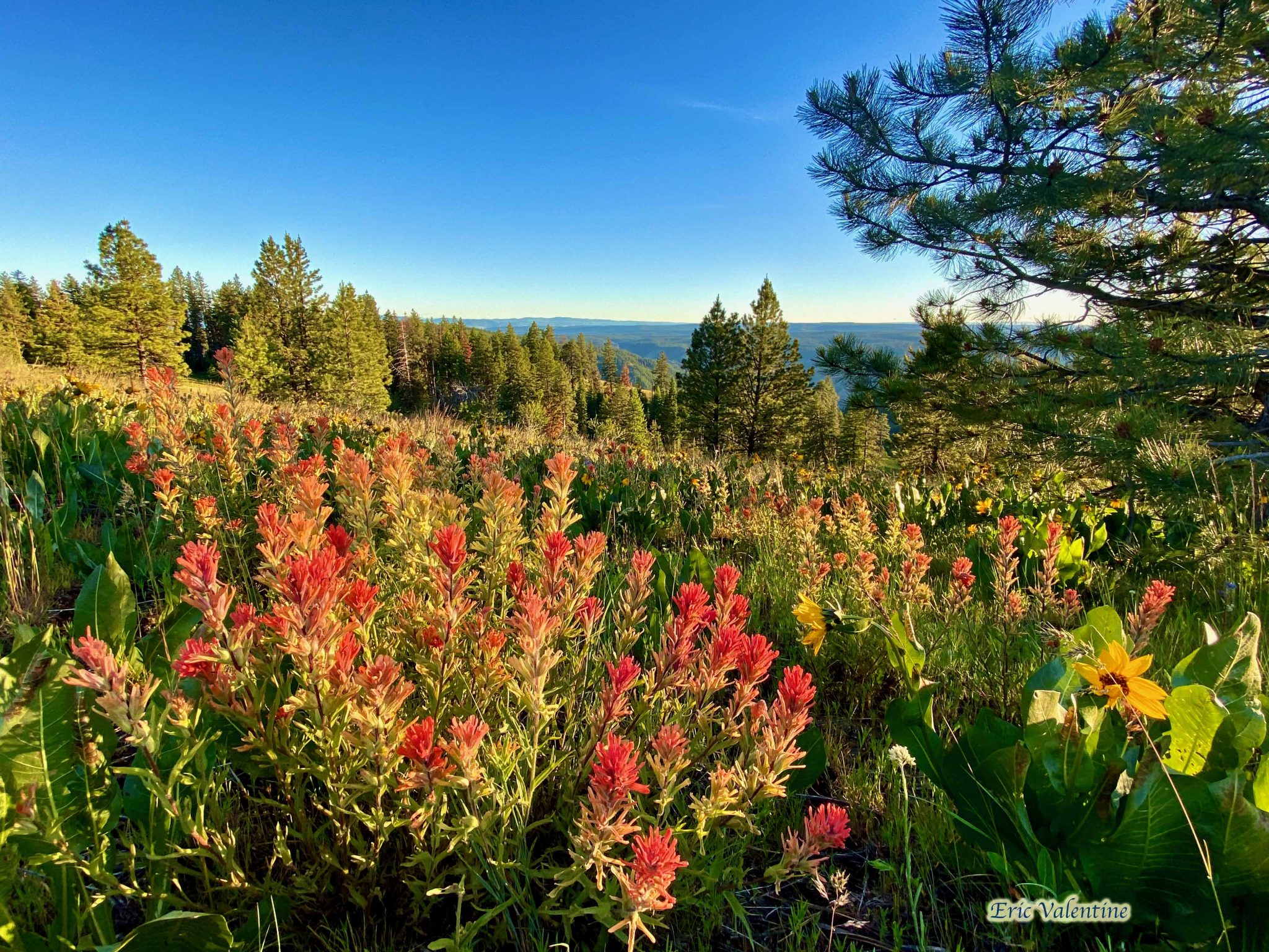 Wilbur Mountain, Umatilla National Forest – Praise Photography